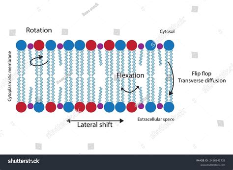 Diagram Showing Phospholipid Mobilty Across Membrane Stock Vector