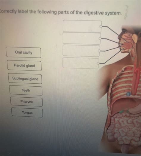 solved correctly label the following parts of the digestive