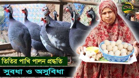 তিতির পাখি পালন পদ্ধতি চীনা মুরগি তিতির মুরগির খামার তিতির Bird Pheasant Youtube