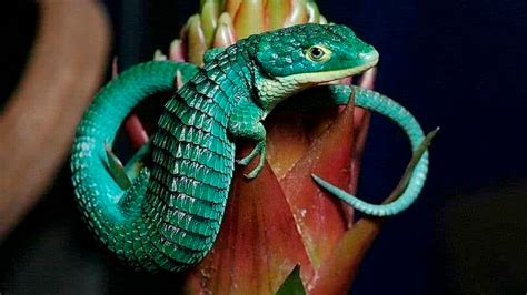El Dulce Dragoncito Azul Una Especie Que Lleva México En La Piel