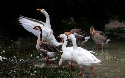 Rayhan Ahmed Photography