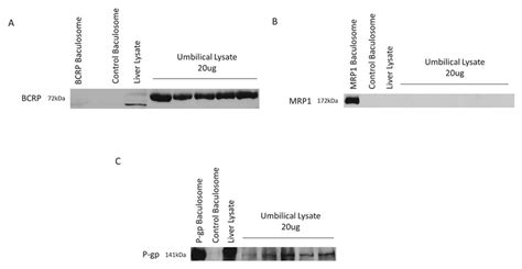 Representative Western Blotting Of Bcrp Mrp1 And P Gp 2a Bcrp Download Scientific Diagram