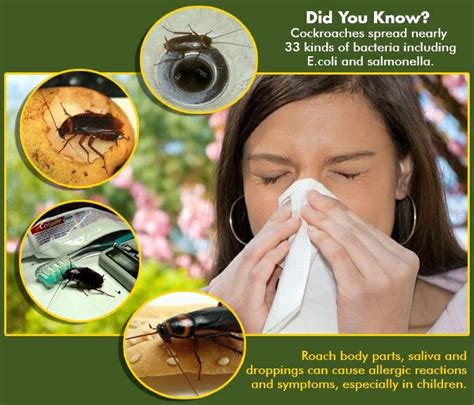 Health Problems Caused By Cockroaches Roach Cockroach Insect