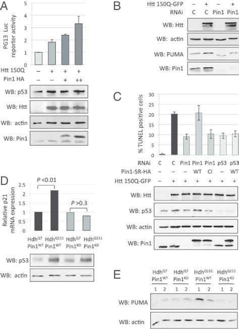 Pin1 Activity Is Required For Induction Of P53 Dependent Apoptosis By