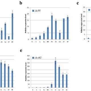 Phylogenetic Tree Of The A B C And E Function MADS Box Proteins Red Download Scientific