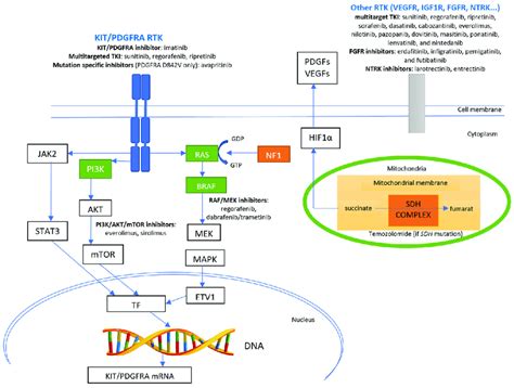 Principal Molecular Pathways For Gists And Sites Of Action Of Specific