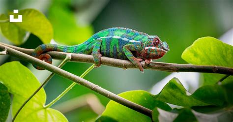 나뭇가지에 앉아 있는 녹색과 파란색 카멜론 사진 Unsplash의 무료 취리히 이미지