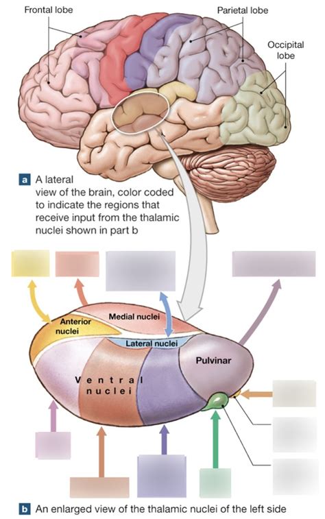 Thalamic Nuclei Diagram Quizlet