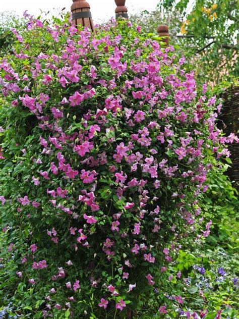 Clematis Pink Mink Bluestone Perennials