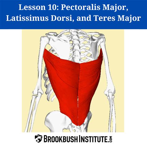 Lesson 10 Pectoralis Major Latissimus Dorsi And Teres Major