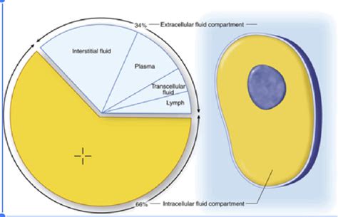 Cellular Fluid Movement Body Fluid Balance Distribution And Regulation Flashcards Quizlet