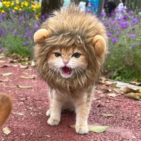 Cat Hat Turn Your Cat Into A Brave Lion Very Cute Philippines Ubuy