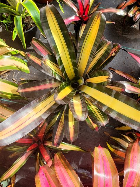 Aechmea Roberto Menscale Bonita Bromeliads Specialty Plant Nursery