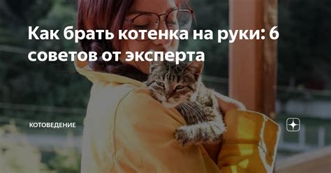 Как брать котенка на руки 6 советов от эксперта КотоВедение Дзен