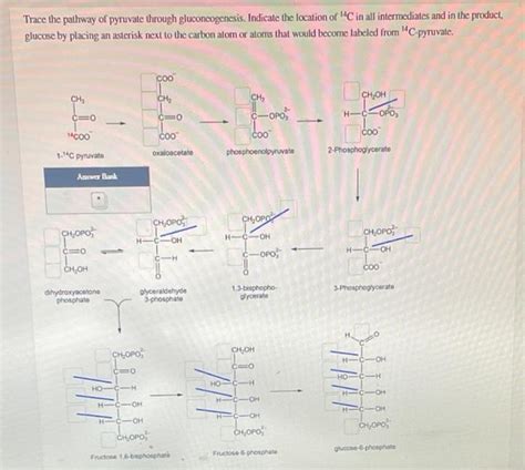 Solved Trace The Pathway Of Pyruvate Through