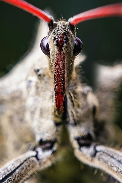 Wheel Bug Assassin Bug Arilus Photograph By Aron Sanzio Pixels
