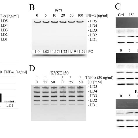 Expression Levels Of Ldha And Ldhb In Esophageal Cancer Cells A