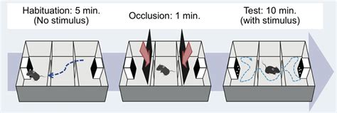 apparatus and procedure mice were tested by using a three chambered