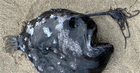 Unusually Fascinating Footballfish That Glows Deep Beneath The Sea
