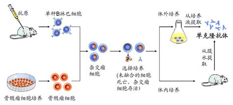 单克隆抗体为什么要用骨髓瘤细胞