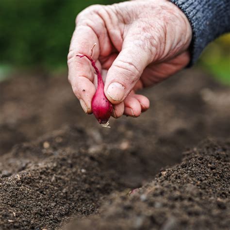 The Secret To Growing Red Onions And Why To Plant Early