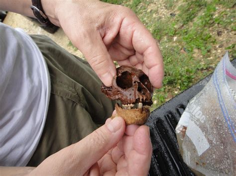 Study Of Monkey Fossils Found In A Flooded Cave Sheds Light On The Study Of Monkey Fossils Found In A Flooded Cave Sheds Light On The