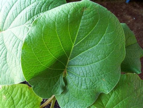 Origen Y Beneficios De La Hoja Santa Gourmet De México Hierbas