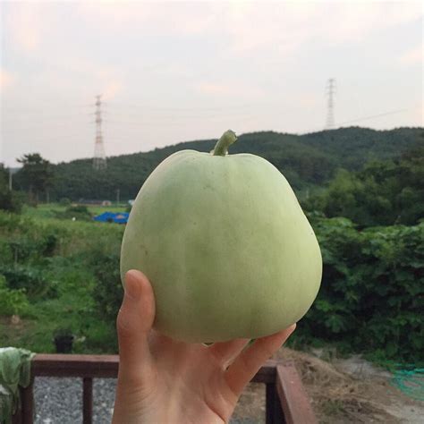 프로젝트 가치삶 올 여름에 과일 구입한 것은 복숭아 두번이 전부인데 이래저래 조금씩 얻게 되어서