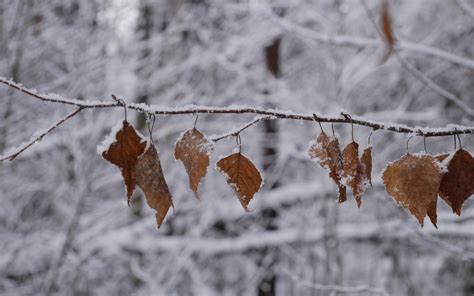 Frozen Autumn Leaves Wallpaper 4k Hd Id9493
