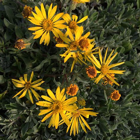 Heterotheca Villosa Hairy False Golden Aster Wild About Flowers