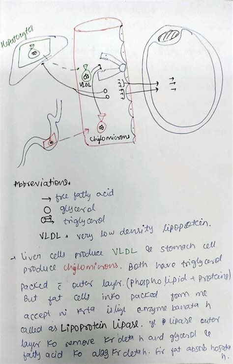 Solution Dr Najeeb Histology Notes Adipocytes Lecture 9and10 Studypool