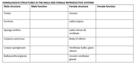 HOMOLOGOUS STRUCTURES IN THE MALE AND FEMALE REPRODUCTIVE SYSTEMS Male Structure Testes Scrotum