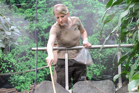 Köln Reporter Krokodil Sex im Kölner Zoo