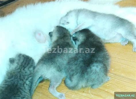 Sallax Qulaq Scotish Heyvanlar