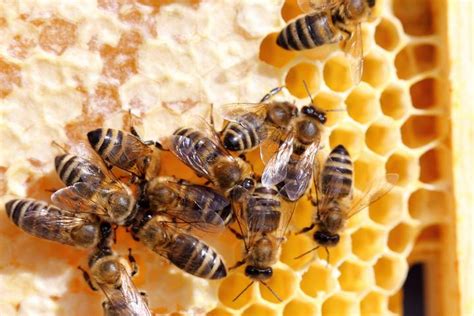 Different Types Of Bees Nests And Their Characteristics The District