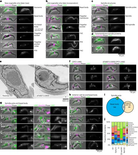 Cell Cycle Dependent Organelle Composition Identifies Division And