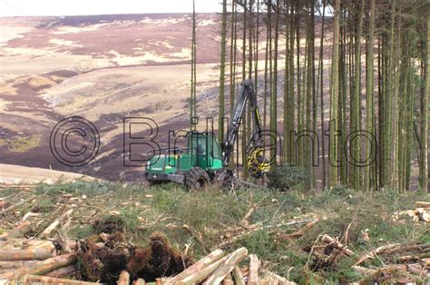 Tree Harvester Brillianto Images