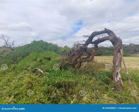 Beautiful Tree With Foilage Leaves Growing Down On The Ground With Blue
