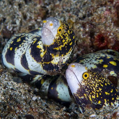 Snowflake Moray Eel By Bernard Spragg Nz Public Domain Dedication Artofit