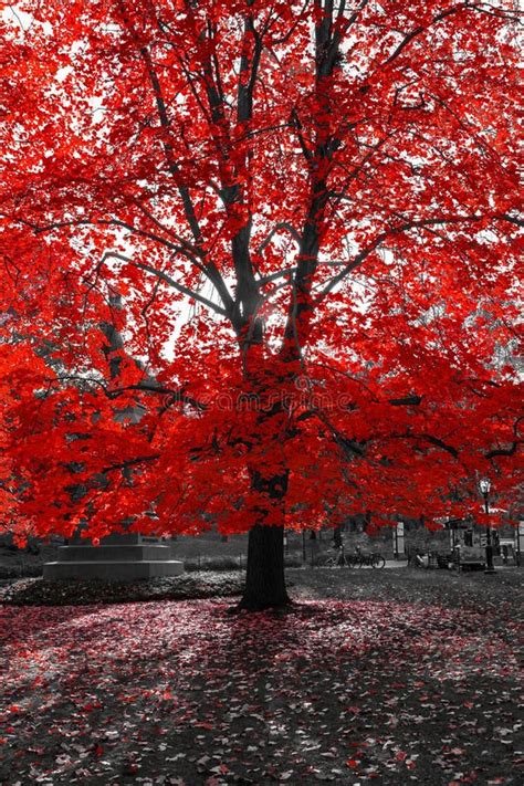 Red Tree In Black And White Landscape Stock Image Image Of Heaven Nature 63701849