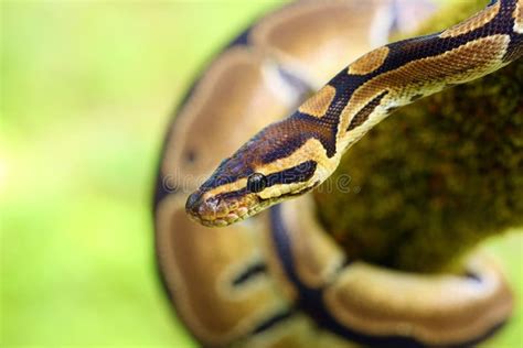 the royal python python regius also called the ball python lying
