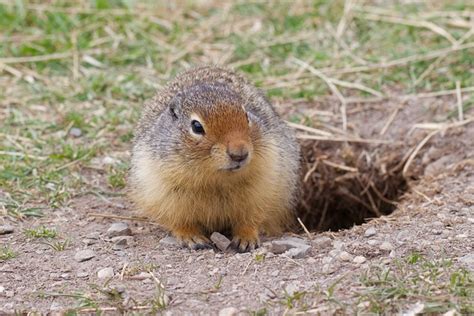 Gopher Spiritual Meaning Love And Biblical Symbolism Gopher Spiritual Meaning Love And Biblical Symbolism