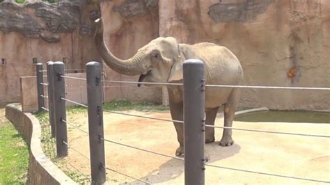 서울어린이대공원 동물원 코끼리 Elephant 코끼리 동물원