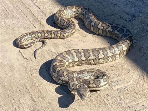 Coastal Carpet Python Queensland Australia