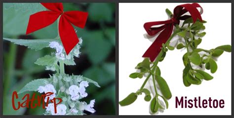 The Tiniest Tiger Poll Catnip Versus Mistletoe The Tiniest Tiger