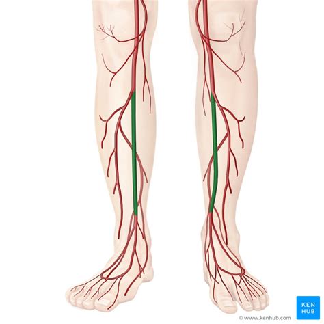 Anterior Tibial Artery Anatomy Branches Supply Kenhub