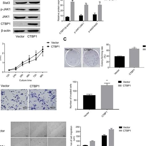 The Mrna And Protein Expression Levels Of Ctbp1 In Human Gastric Download Scientific Diagram