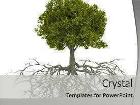 Top Tree With Roots PowerPoint Templates Backgrounds Slides And PPT Themes