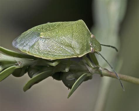 半翅目生物学特征数字昆虫博物馆