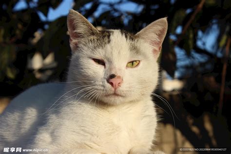 猫摄影图 家禽家畜 生物世界 摄影图库 昵图网